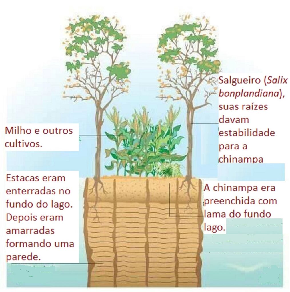 Chinampas, os produtivos campos de cultivo dos astecas